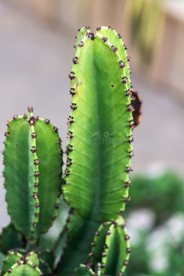 Cactus stock image. Image of areolas, caryophyllales - 51158515