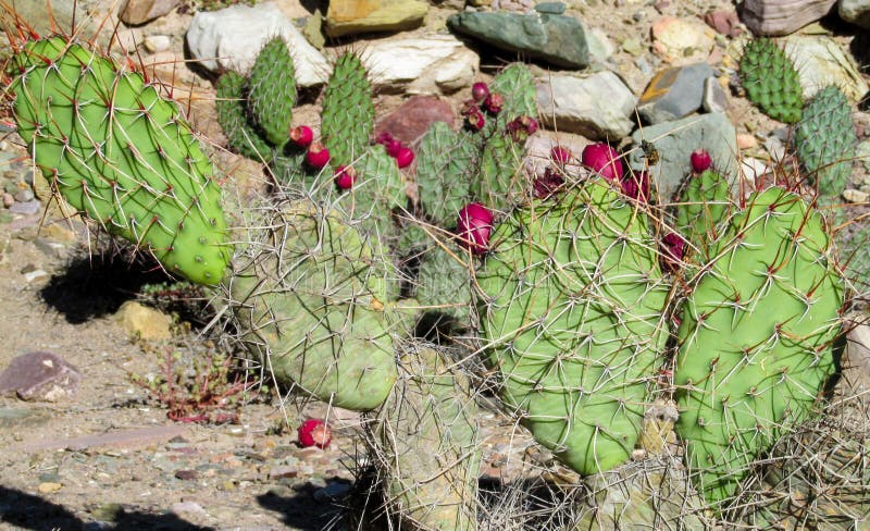 Cactus with long needles stock photo. Image of beautiful - 82744790