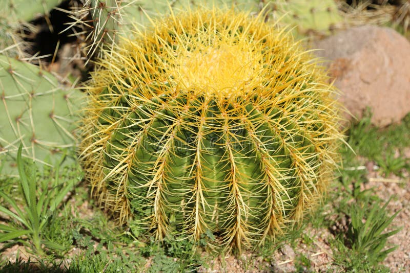 Cactus stock photo. Image of photosynthesis, daylight - 49902298