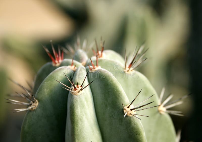Cactus with long thorns stock image. Image of healthy - 38137857