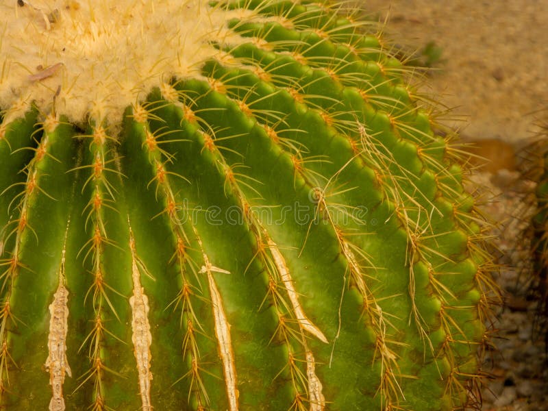 Cactus Looks Like a Large Round Shape with Long Spikes Stock Image ...