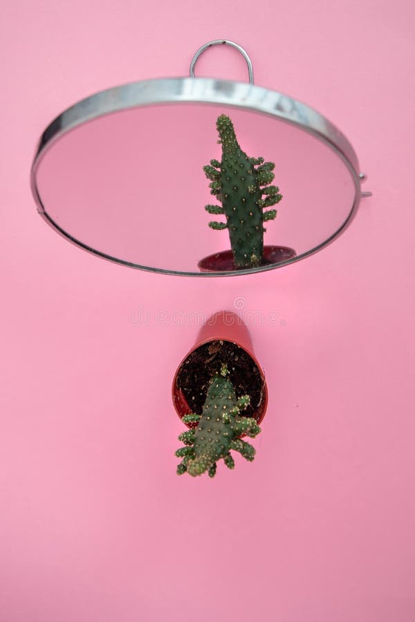 Cactus, Mirror, Pink, Background, Decoration Stock Photo - Image of ...
