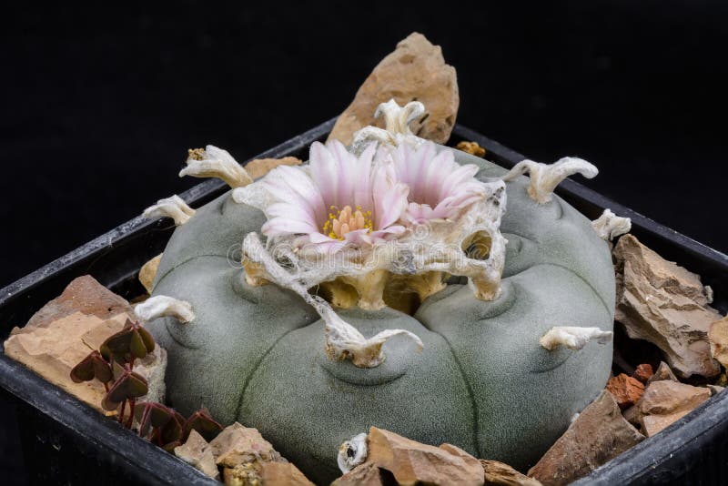 Cactus Lophophora Williamsii with Flower Isolated on Black. Stock Image ...