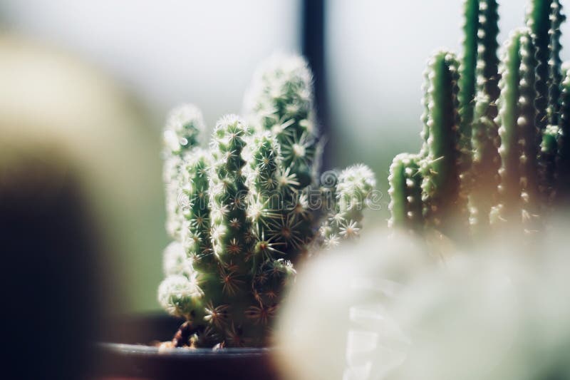 Cactus lover stock image. Image of lover, cactus, relax - 119118979