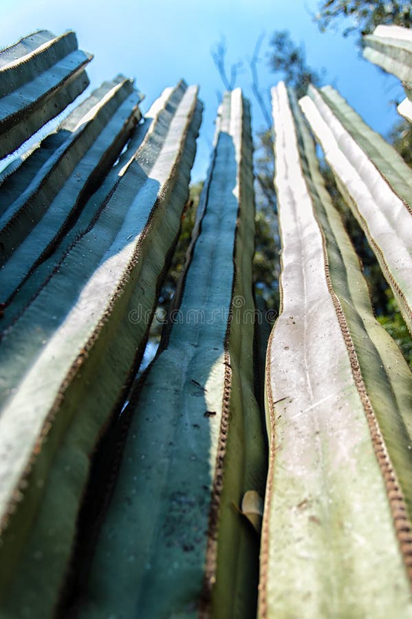 Cactus stock image. Image of cactus, clear, beauty, personal - 51877969
