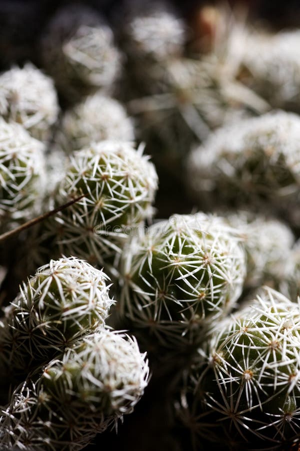 Cactus Macro Background High Quality 50,6 Megapixels Stock Photo ...