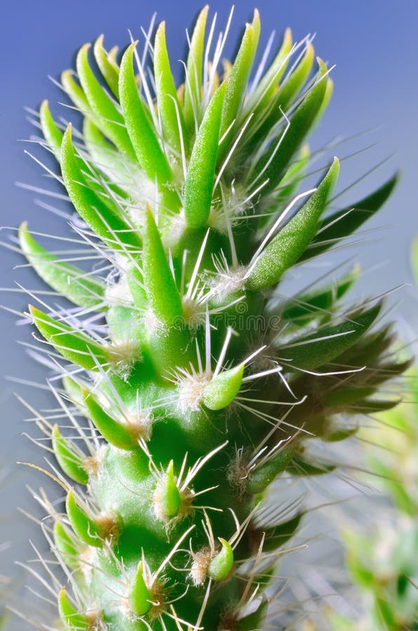 Cactus macro stock image. Image of natural, houseplants - 35491613