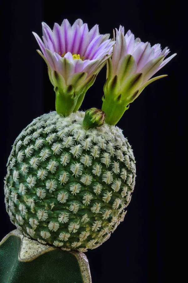 Agave Cactus #2 stock photo. Image of pollen, yellow, nectar - 7279852