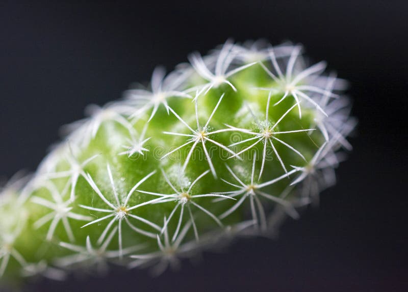Cactus (Macro) stock image. Image of macro, prickly, close - 56713613
