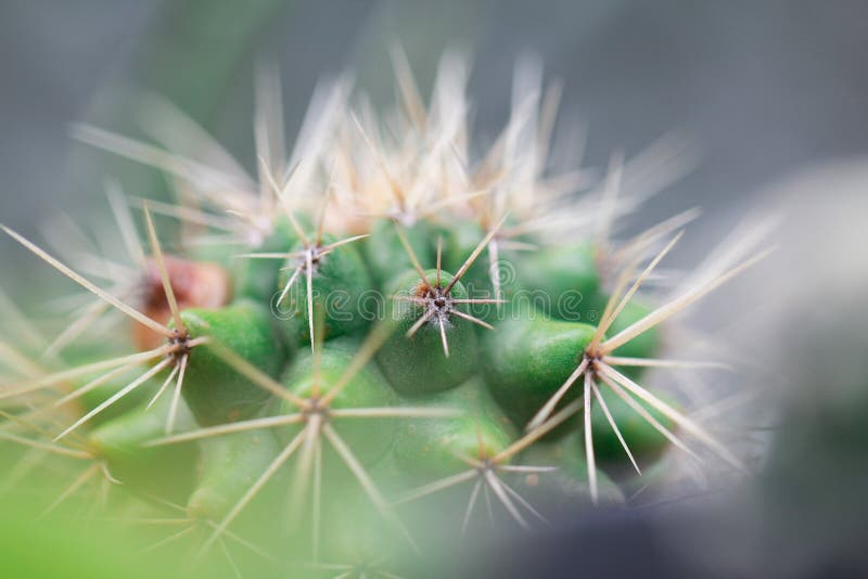 Cactus Macro Shot stock image. Image of closeup, gardens - 59259483