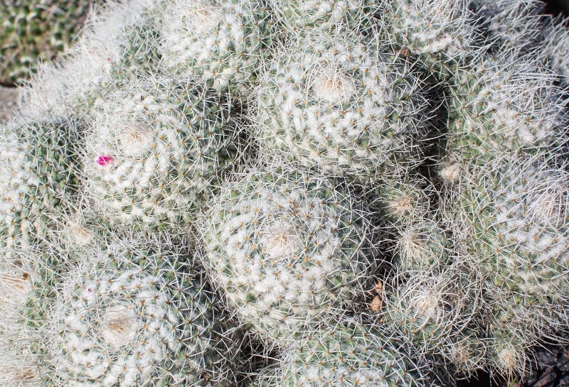 Cactus in Mallorca January Winter Garden Stock Photo - Image of cacti ...