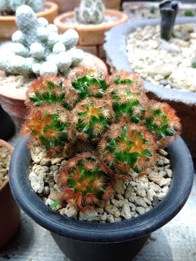 Mammillaria Camene Stock Photos - Free & Royalty-Free Stock Photos from ...