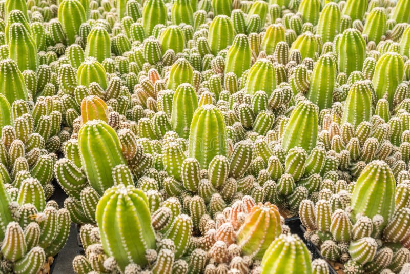 Cactus Many Variants in the Pot for Planting Arranged in Rows Select ...