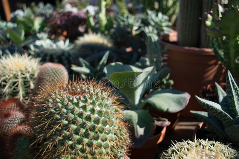 Cactus Market in the City of Aarhus Denmark Stock Photo - Image of ...