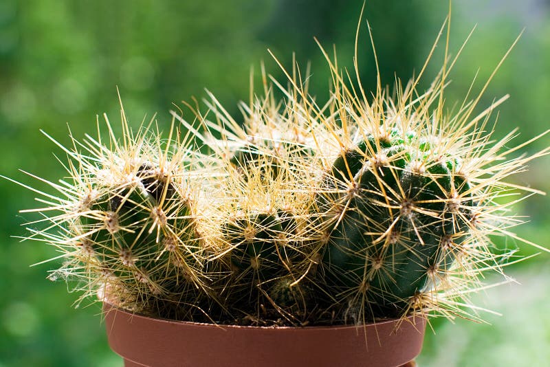 Cactus Medical stock image. Image of medicine, danger - 11922293