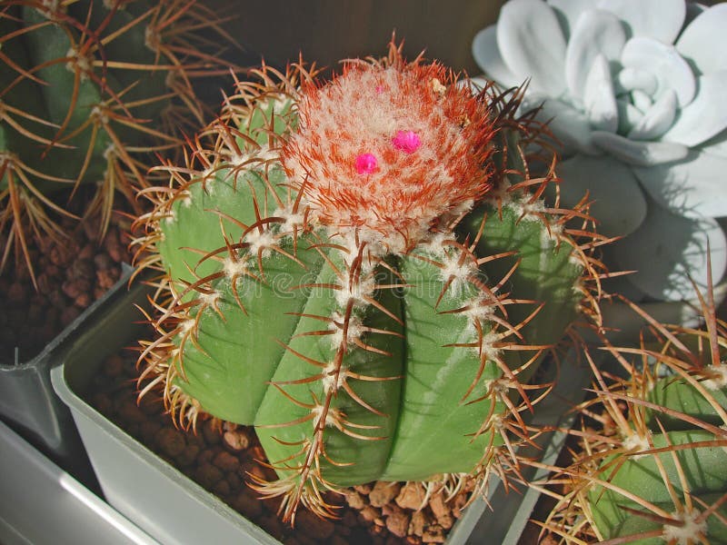 Cactus Melocactus Matanzanus with Cephalium and Flowers Stock Image ...