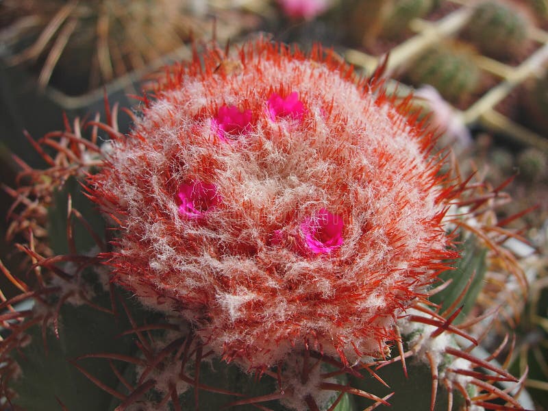 Cactus Melocactus Matanzanus with Cephalium and Flowers Stock Image ...