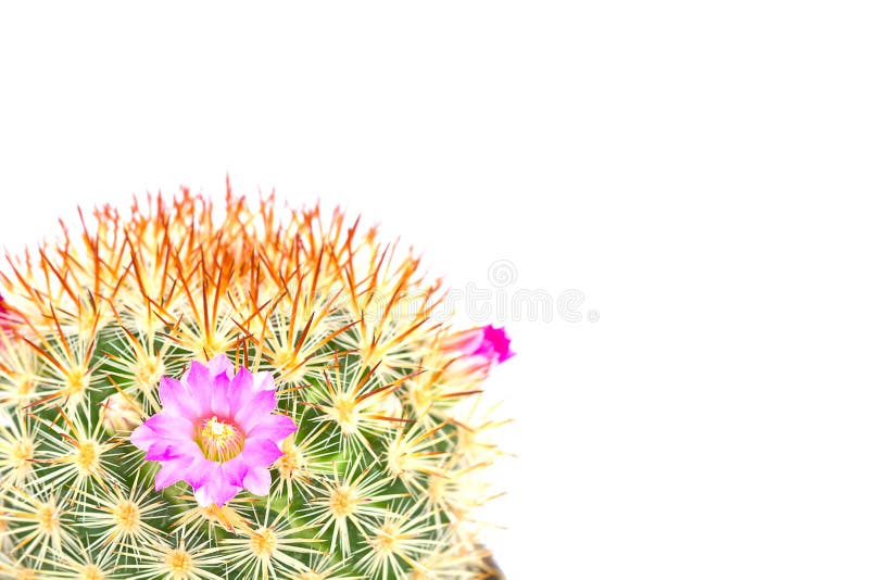 Cactus met roze bloemen stock afbeelding. Image of sluit - 28242747