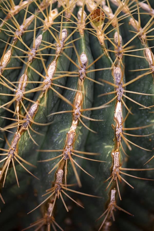 Cactus mexicano de la cal foto de archivo. Imagen de seco - 117891190