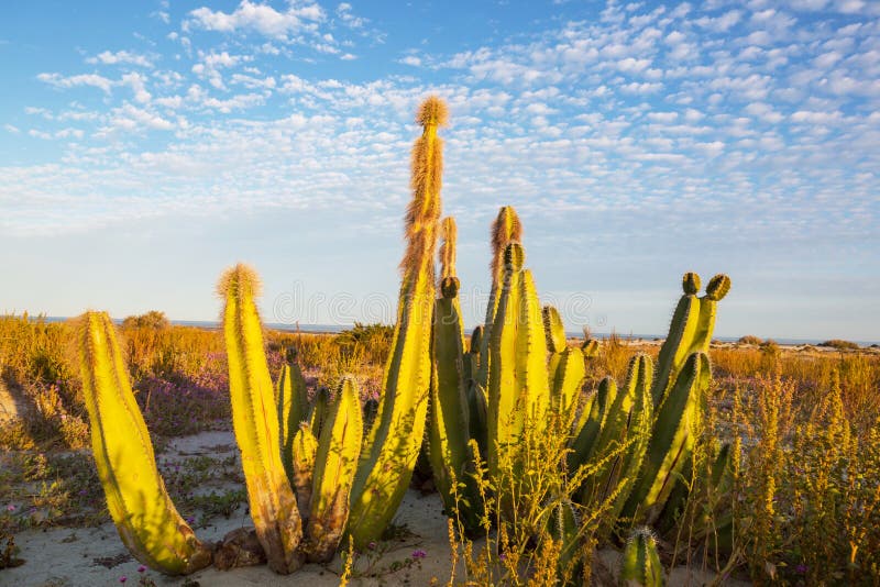 Cactus in Mexico stock photo. Image of landscape, cactus - 268355532