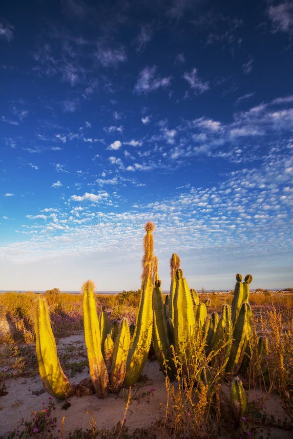 Cactus in Mexico stock photo. Image of flower, spring - 273235538