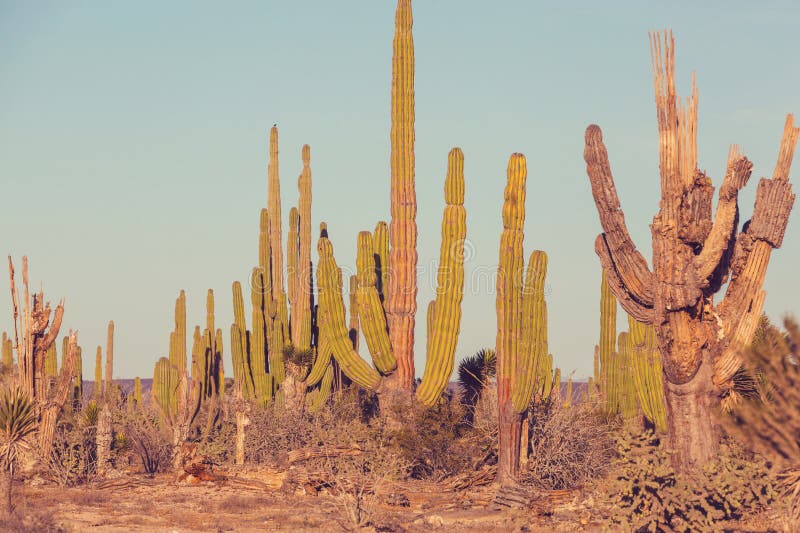 Cactus in Mexico stock photo. Image of saguaro, spring - 282817936