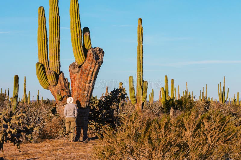 Cactus in Mexico stock image. Image of blossom, fields - 294791137