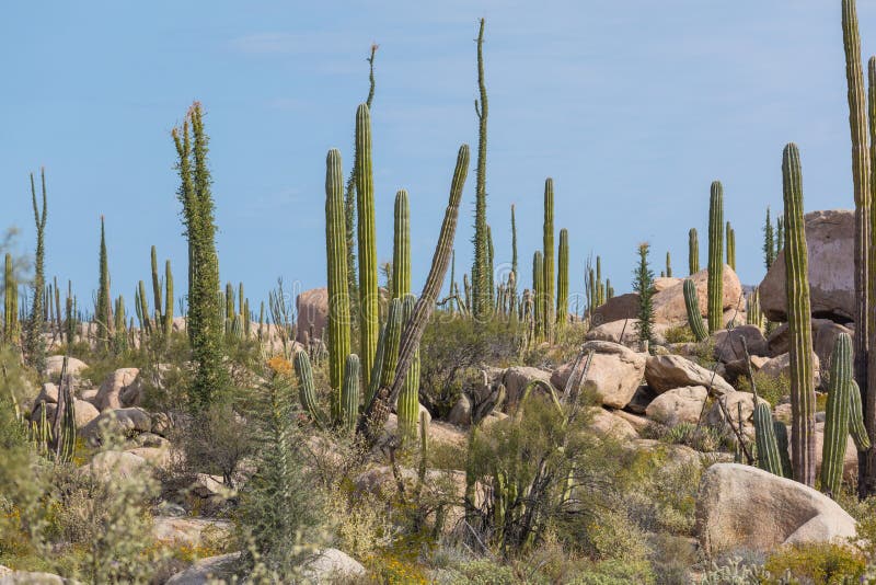 Cactus in Mexico stock image. Image of park, south, america - 265783667