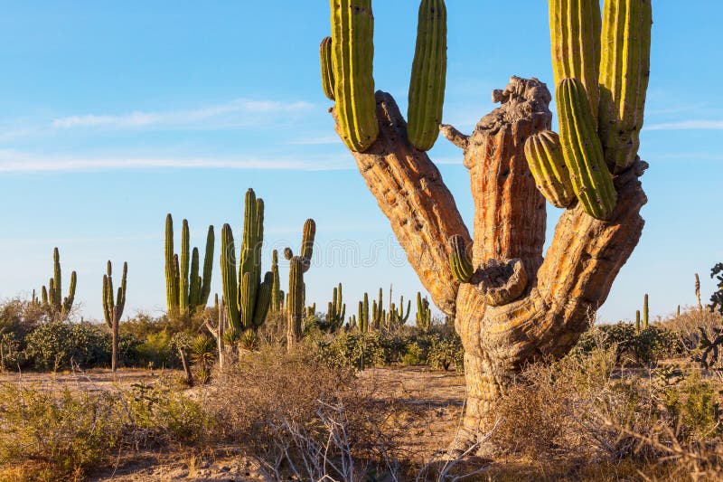 Cactus in Mexico stock image. Image of national, landscapes - 271998291