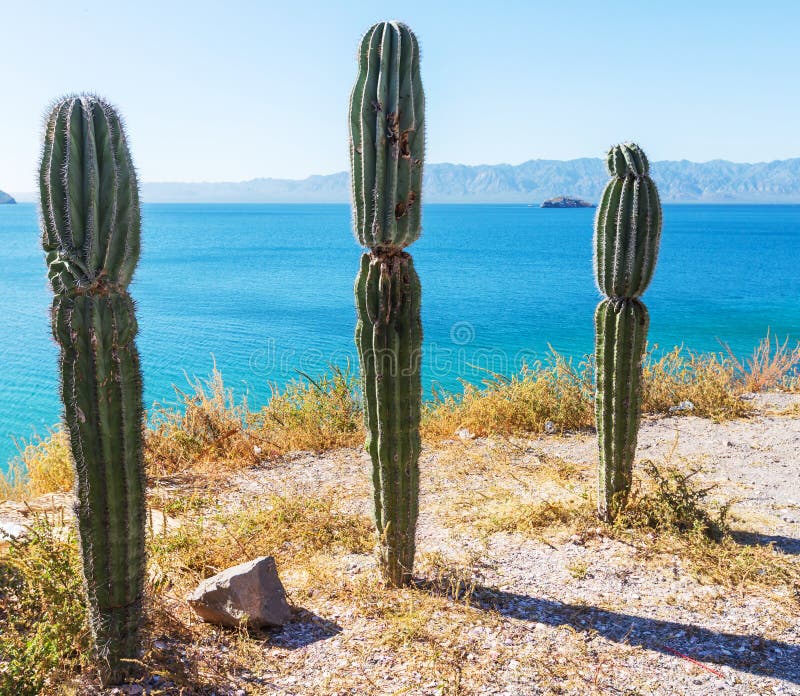 Cactus in Mexico stock image. Image of summer, america - 54161915