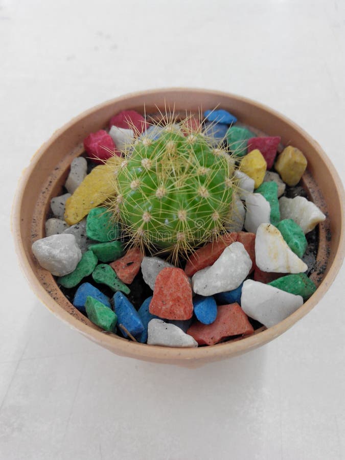 Hellocactus Stock Photos - Free & Royalty-Free Stock Photos from Dreamstime