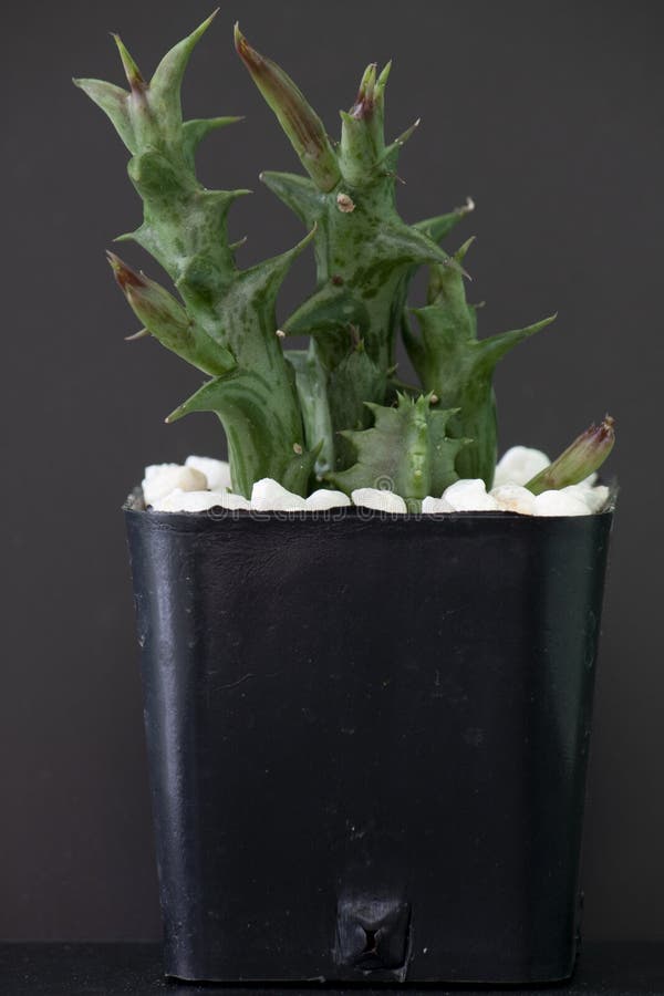 Cactus mini tree in pot. stock photo. Image of cute - 129653810