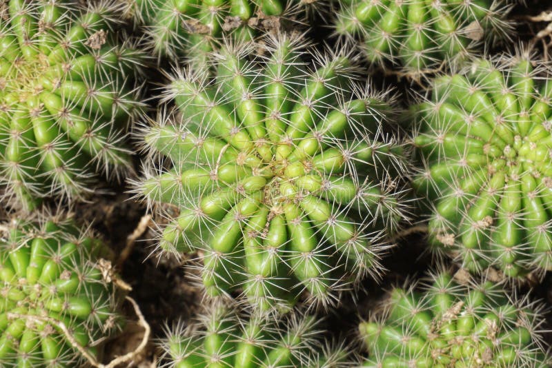 Cactus mini zoom in stock photo. Image of plant, cactus - 198381734