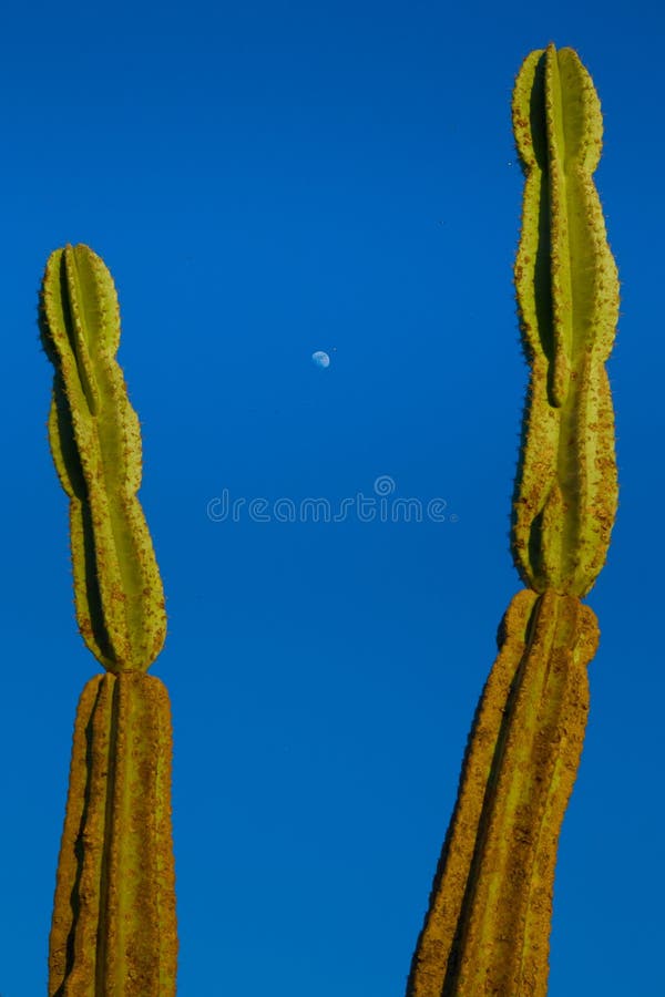 Cactus, Moon, Blue Sky,space, Infinity Stock Image - Image of dusk ...