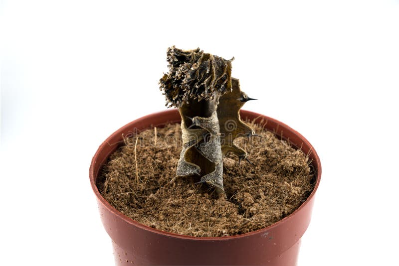 Cactus Mort Dans Un Pot De Fleur Photo stock - Image du blanc, saleté ...
