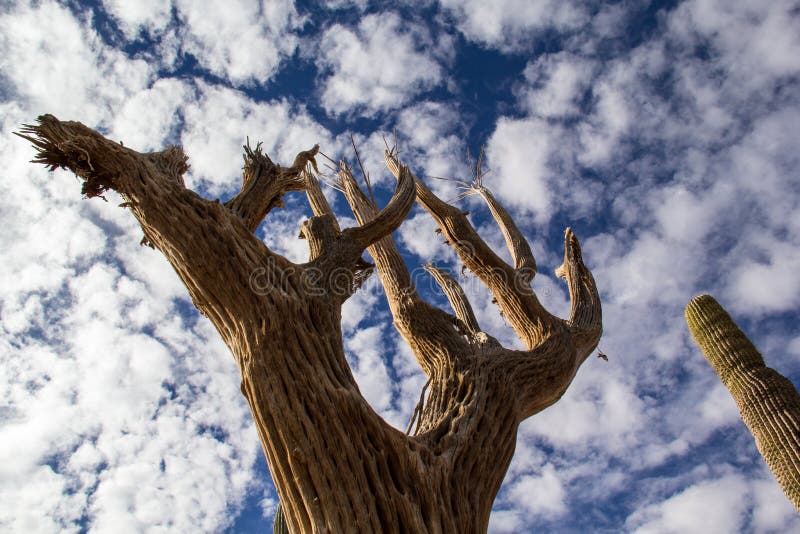 Cactus Mort Dans Un Pot De Fleur Photo stock - Image du dans, fleur ...
