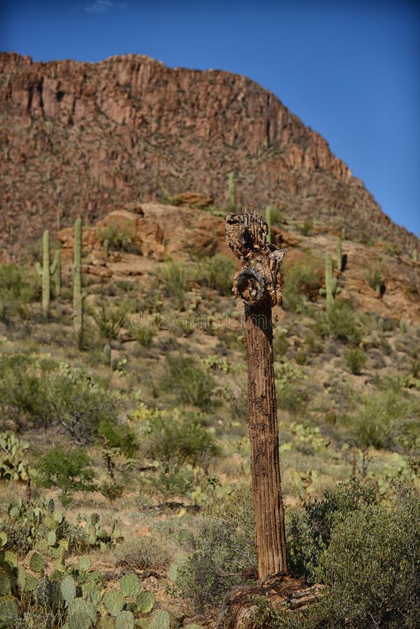 Squelette Mort De Cactus De Saguaro En Monument National De Cactus De ...