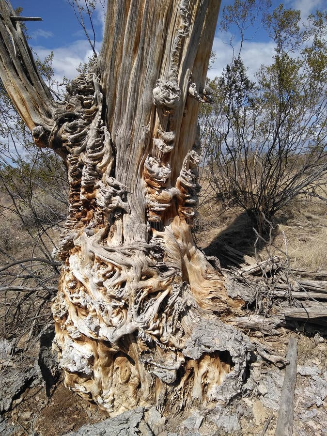 1,747 Cactus Muerto Fotos de stock - Fotos libres de regalías de Dreamstime