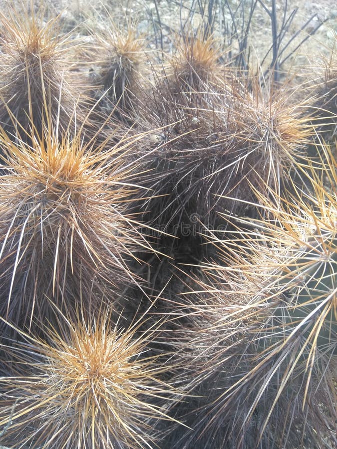 Cacto Muerto Con Las Nubes De Tormenta Imagen de archivo - Imagen de ...