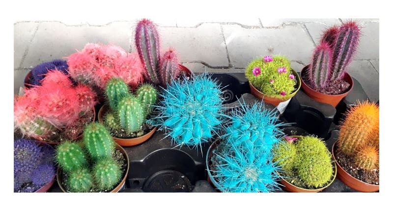 Cactus. Multicolored Bright Cacti. Succulents Stock Photo - Image of ...