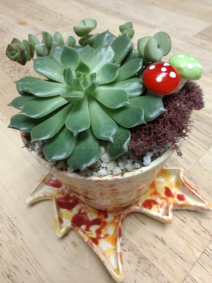 Cactus Mushroom Nature Plant Moss Fall Stock Image - Image of cactus ...