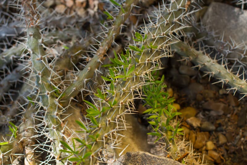 Cactus in Natural Conditions. Stock Photo - Image of houseplant ...