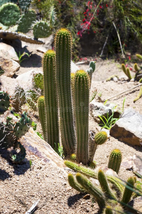 Cactus Nature Green Background Stock Image - Image of national, closeup ...
