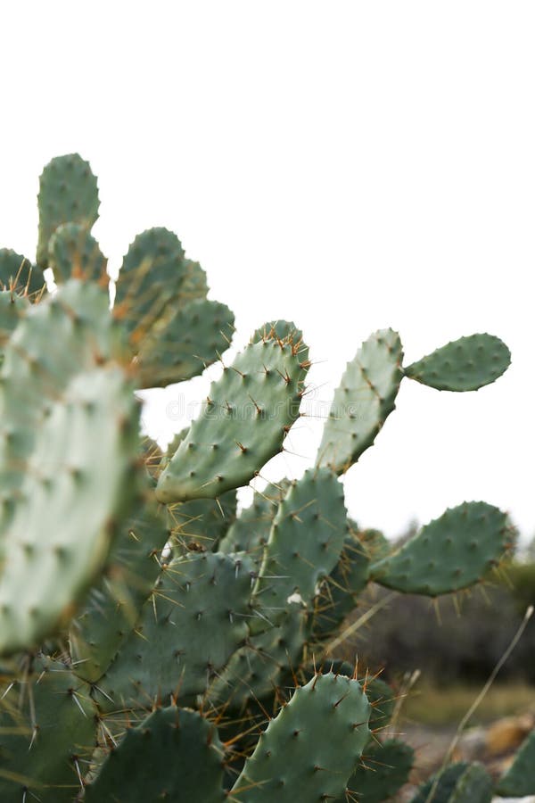 Cactus stock image. Image of herb, tropical, desert - 261822209