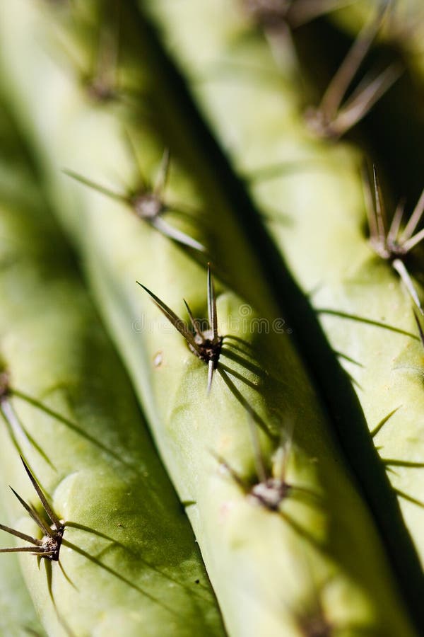 Cactus Needles and Stem Up Close. Stock Photo - Image of botanical ...