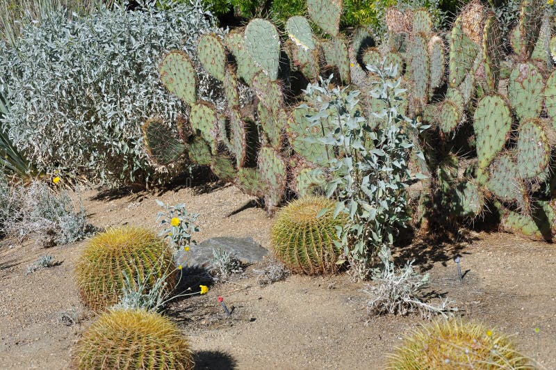 Cactus nel deserto immagine stock. Immagine di deserto - 29542885