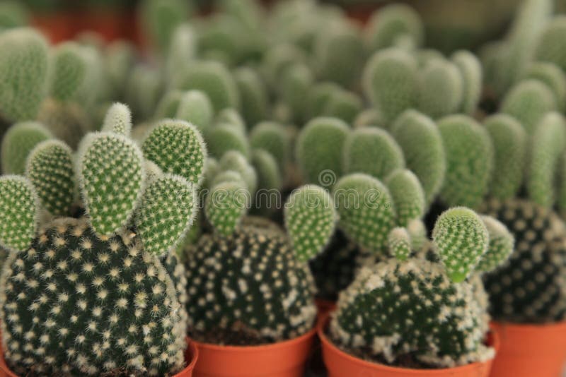 Cactus with New Head Bud in Flowerpot. Stock Image - Image of flora ...