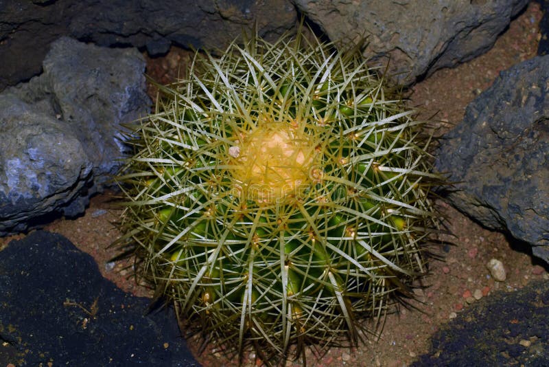 Cactus stock image. Image of fresh, yellow, decoration - 98772771