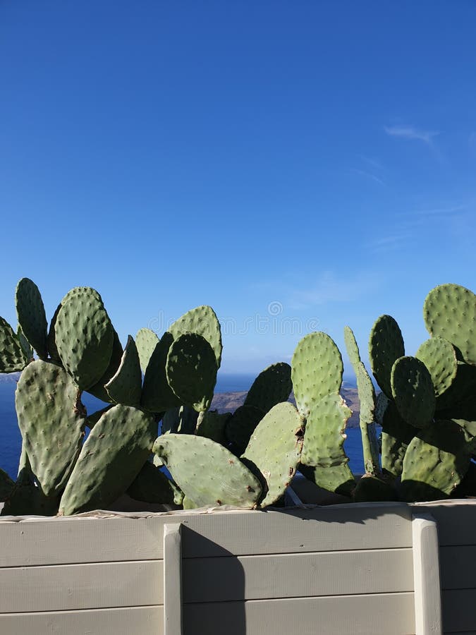 Cactus by the Ocean in Santorini Greece Stock Photo - Image of water ...