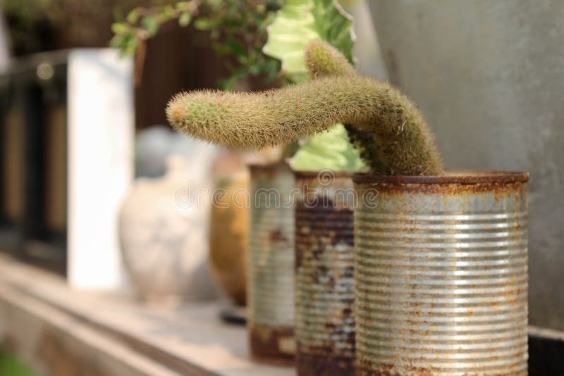 Cactus stock image. Image of reuse, decorated, succulent - 77131239